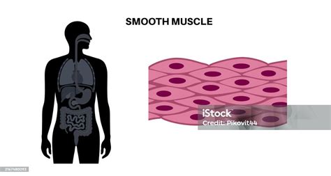 Smooth Muscle Tissue Stock Illustration Download Image Now Abdomen