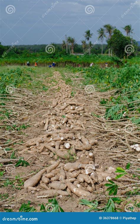 Cassava On The Ground For Planting Cassava Tuber On Soil For
