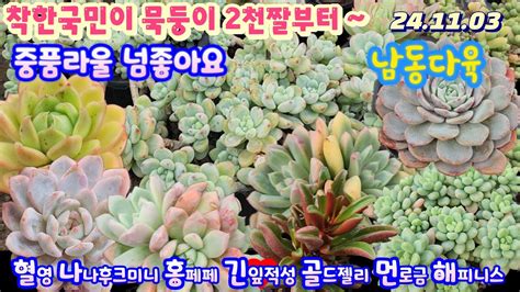 남동다육32천짤부터 묵둥이화이트엔젤 꽃피는염좌 아악무 오팔리나 라울중품홍페페 백봉 혈영등 이쁜아가들 구경해보세요착해요 Youtube