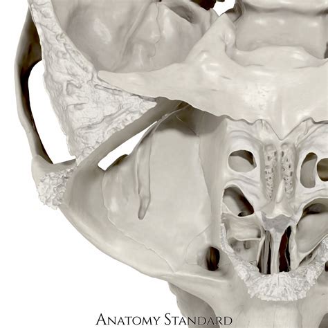 Anatomy Standard Drawing Floor Of The Orbit No Labels Anatomytool