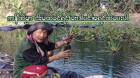 မာလကာပင် နှစ်ချင်းသီးအောင် အမြစ်ပွားနည်း 💯 Greengarden Greenworld စိုက်ပျိုးရေး အပင်စိုက်နည