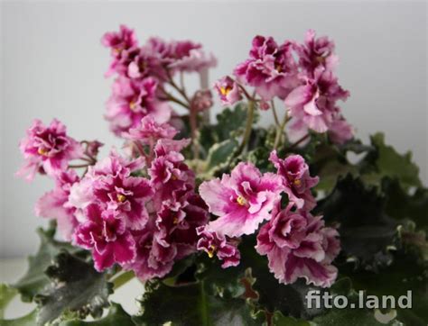 Фиалка НД Тутти Фрутти