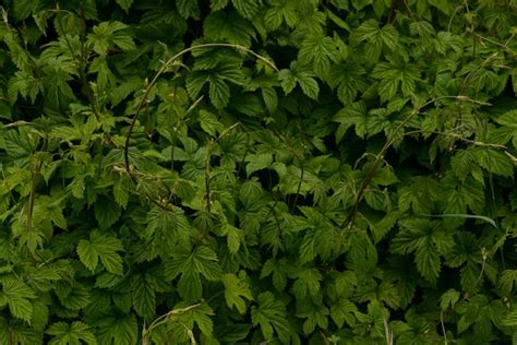 Premium Photo Hops Texture Of Green Leaves Wild Hop Leaves In Garden