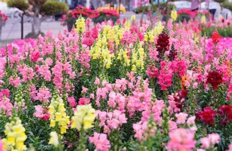 How To Grow Snapdragons In Australia AGT