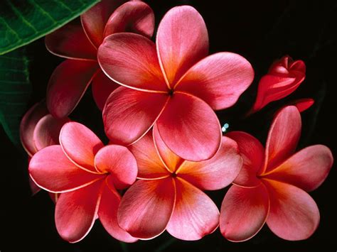 Hot Pink Flower Background