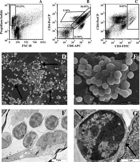 thymocytes viability a the distribution of dn dp and cd4 sp