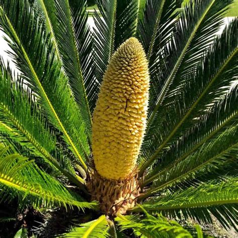 Sago Palm Care A Cycas Revoluta Growing Guide