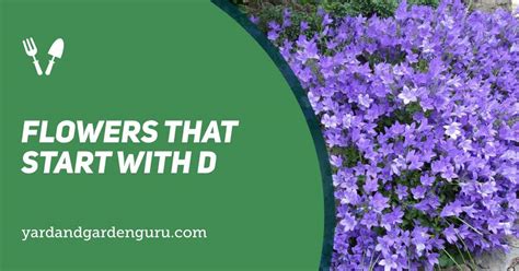 Flowers That Start With D