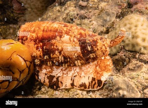 This Geographic Cone Snail Conus Geographus Was Photographed Hunting On A Reef At Night This Geographic Cone Snail Conus Geographus Was Photographed Hunting On A Reef At Night
