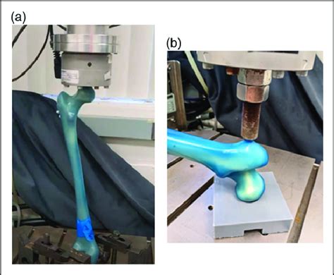 Loading Tests Using The Instron Load Cell In A Single Leg Stance And