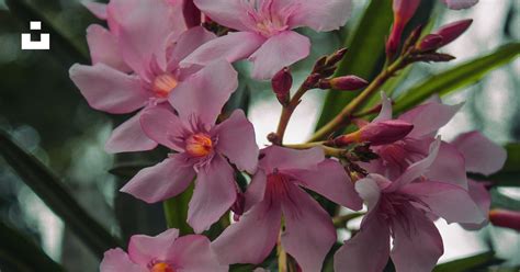 녹색 식물 위에 앉아있는 분홍색 꽃 한 다발 사진 Unsplash의 무료 분홍색 이미지