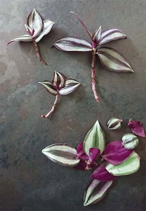 Wandering Jew Plant Inch Plant Tradescantia Zebrina Zebrina