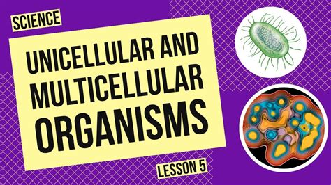 Unicellular And Multicellular Organisms Youtube