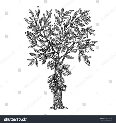 Cocoa Tree Sketch Engraving Style Vector Stock Vector Royalty Free Shutterstock