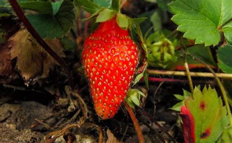 Ягодови болести как да ги разпознаем лекуваме и как да ги предотвратим Вредители и защита