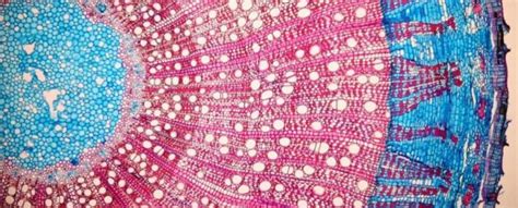 Tree Bark Generates A Weird Force That Defies Gravity ScienceAlert