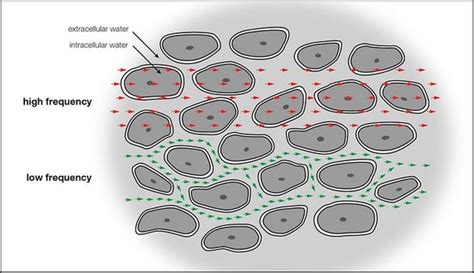Bioimpedance Analysis Its All About The Algorithms · Seca
