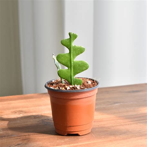 필플랜트 미니다육식물 피쉬본 식물만 생선뼈 선인장 다육이 위시버킷