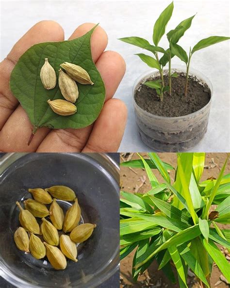 Como Cultivar Uma Planta De Cardamomo A Partir Da Semente E Cuidar Do