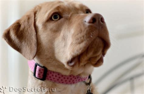 Инсектоакарицидные Капли и спрей Барс форте для собак: инструкция, цена ...