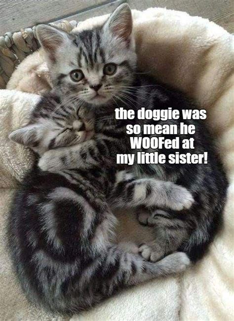 Top 25 Memes Of The Week Cheezburger Users Edition 182 Funny Cute