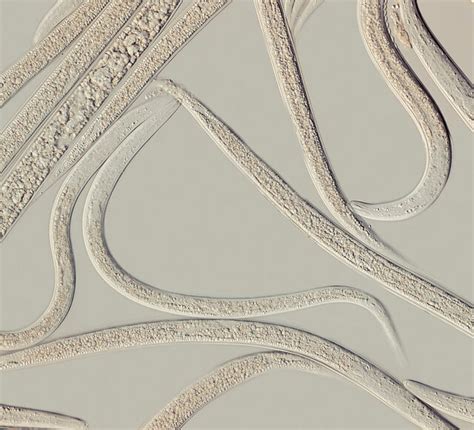 Heterorhabditis Bacteriophora Böcek Ve Tırtıl Kontrolü Için Nematodlar