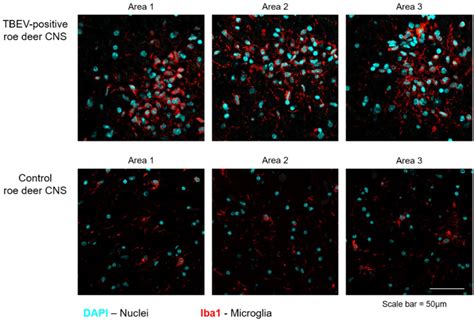 Representative Staining Of Iba1 Cells Microglia Red In