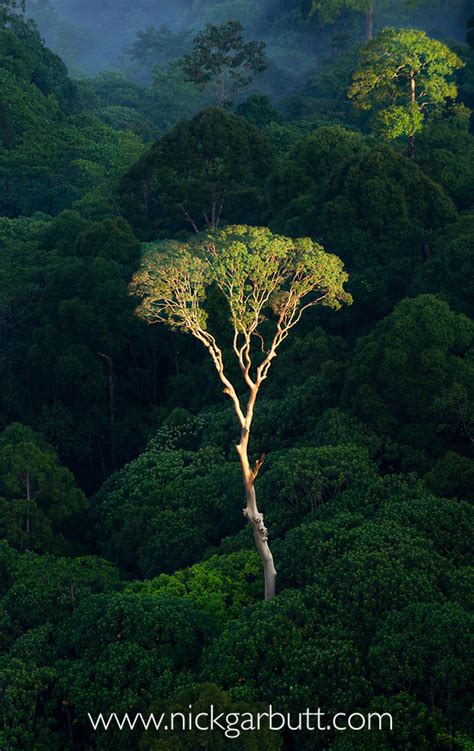 How Tall Are Emergent Trees At Joseph Avent Blog