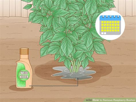 Simple Ways To Remove Raspberry Bushes Steps With Pictures