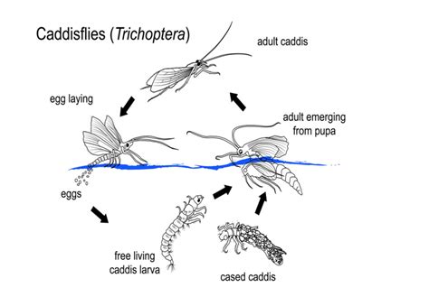 The Caddis Hatch Not Just For Mothers Day Anglers Covey