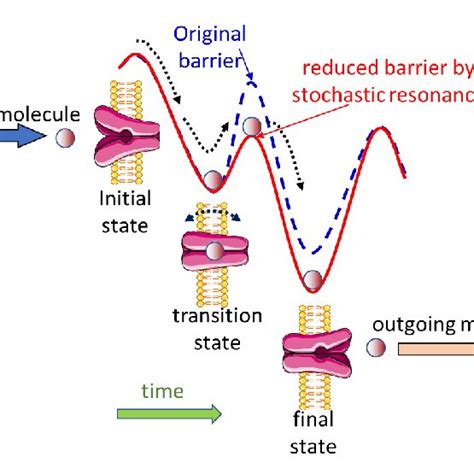 Stochastic Resonance Promotes The Ion Transfer Through The Membrane Download Scientific Diagram