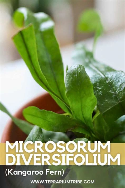 How To Grow The Kangaroo Fern Microsorum Diversifolium