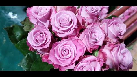 마르틴 장미 생화 꽃집 꽃집창업 꽃값 온라인꽃시장 온라인꽃도매 인터넷꽃시장 인터넷꽃도매 서울꽃시장 꽃농장 꽃배송 생화배송 생화도매 생화택배 꽃배달 생화배달 생화주문 생화부케