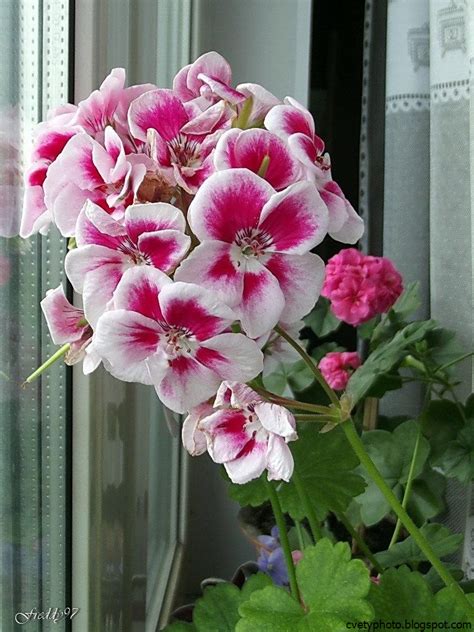 Виды Пеларгонии Фото – Telegraph