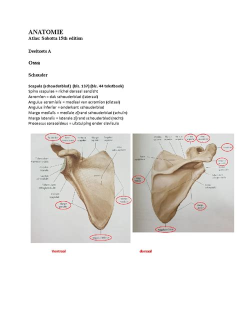 Deeltoets 2 Romp Ossa Herkennen En Benoemen Functie Van De Botstructuur Omschrijven Nog