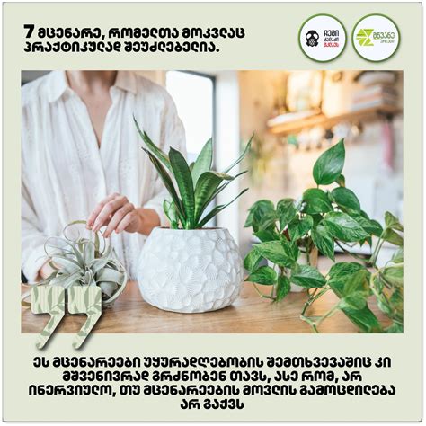 7 მცენარე რომელთა განადგურებაც ჩემი ქალაქი მკლავს Facebook