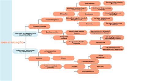 Mapa Mental Identificação De Bacterias Microbiologia