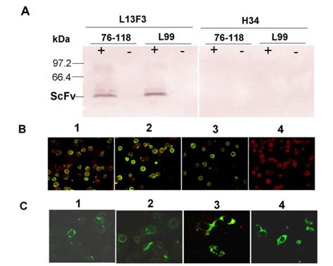 Characterization Of Recombinant Scfv Antibodies A Immunoblot Analysis