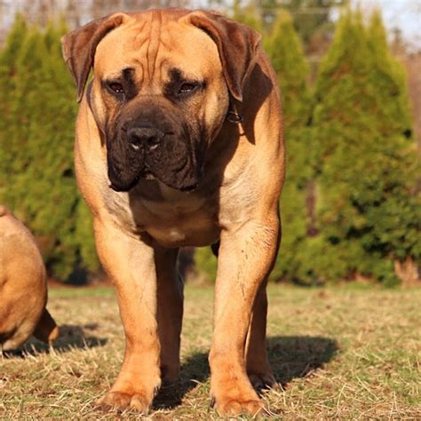 Boerboel Males Guardian Boerboels