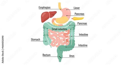 Ilustracja Bez Tantiem Anatomy Of The Human Digestive System With