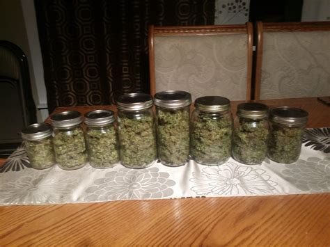 Just Finished My First Grow H2Grow