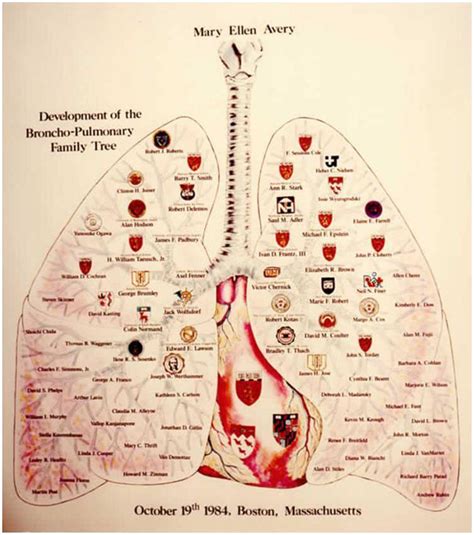 Bronchopulmonary Tree Illustrating Dr Averys Trainees Through 1984