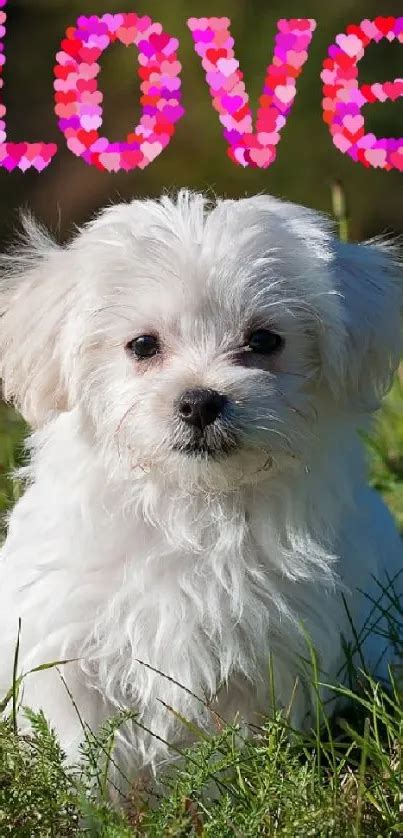Cute Puppy With Love Text Free Download