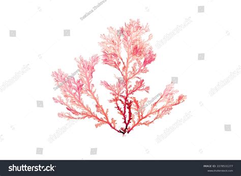 Red Algae Labeled