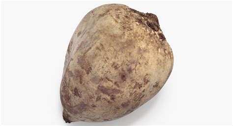 Beetroot 04 3d Model 29 Obj Max C4d Fbx Ma Free3d