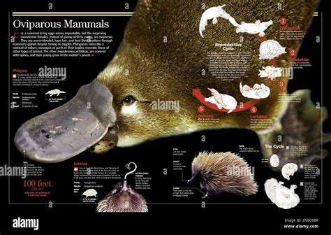 Infographic On The Monotremes Egg Laying Mammals And Its Reproduction