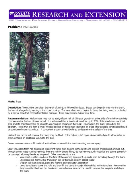Tree Cavities Pdf Trees Wood