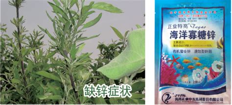 果园春季病虫害防治成为重中之重 烟台现代果业