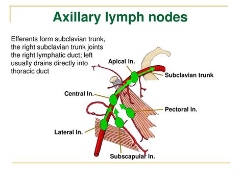 Pictures Of Axillary Lymph Nodes
