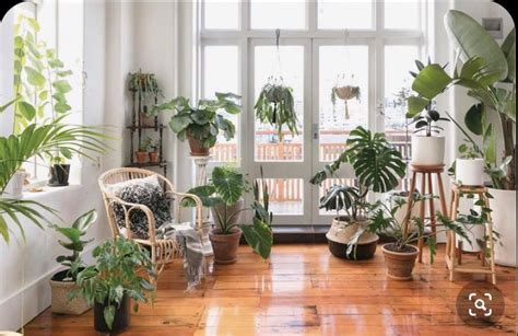 กล้วยด่าง ไม้ด่าง ฟาร์มสุข Home Facebook